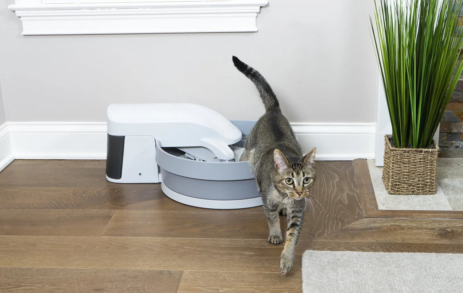 Best Automatic Litter Box – PawsUp Review